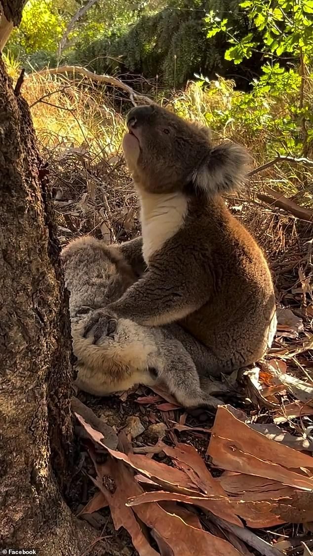 Heartbreaking moment koala howls as he mourns his mate and hugs her ...