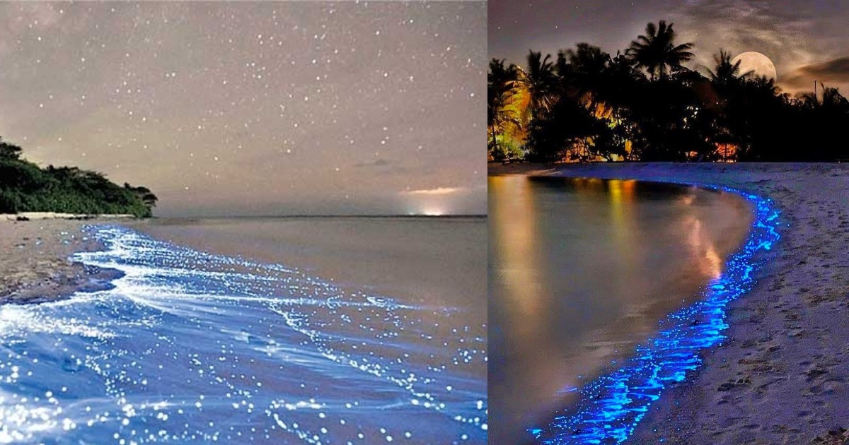 This Glowing Beach May Be The Most Magical Place On Earth - Hasan Jasim