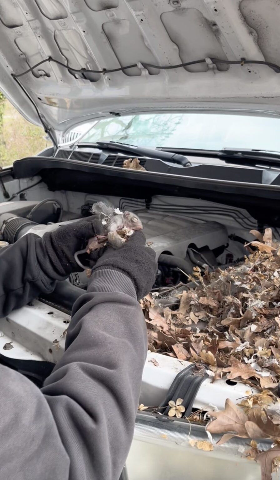 Man unexpectedly finds tiny creatures hiding in his car engine — rescue ...