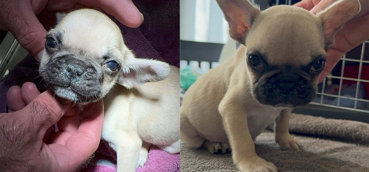 Puppy found in breeder’s trash can, left to die due to medical defects ...