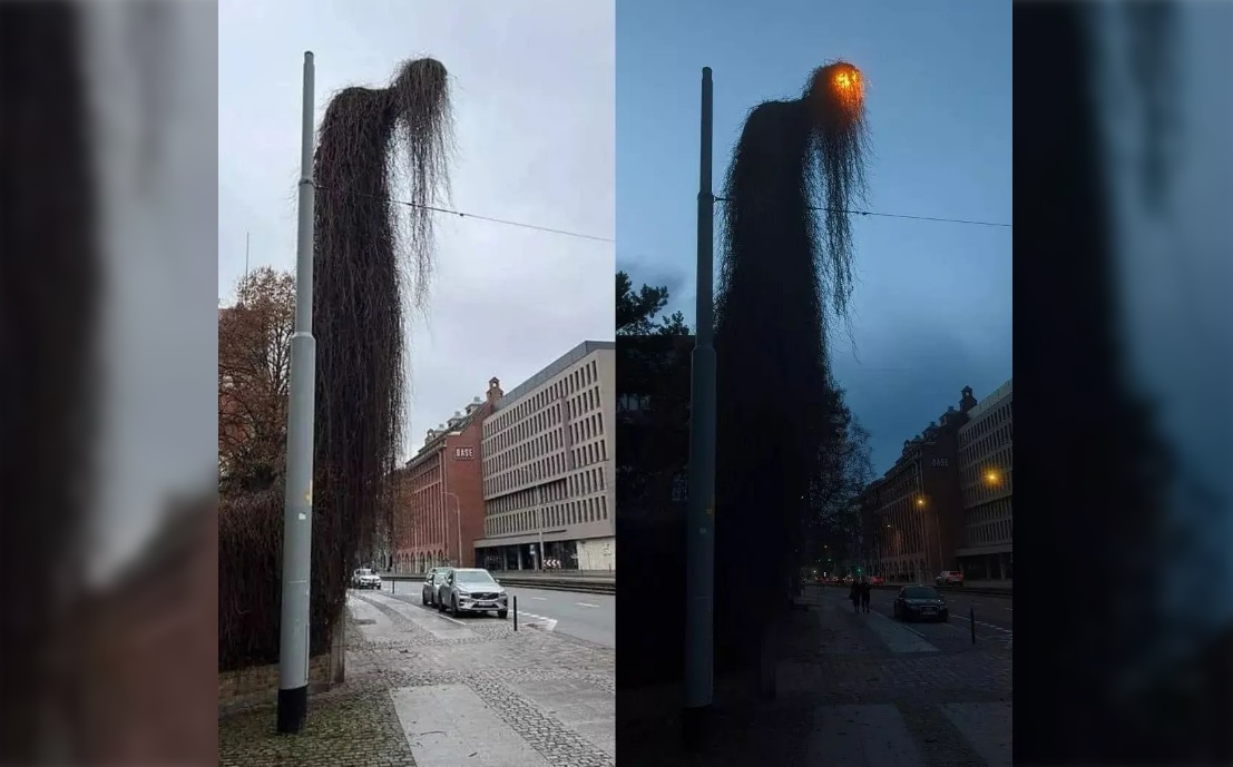 Lamppost or Leafy Leviathan? Wroclaw’s Overgrown Enigma Sparks Debate ...