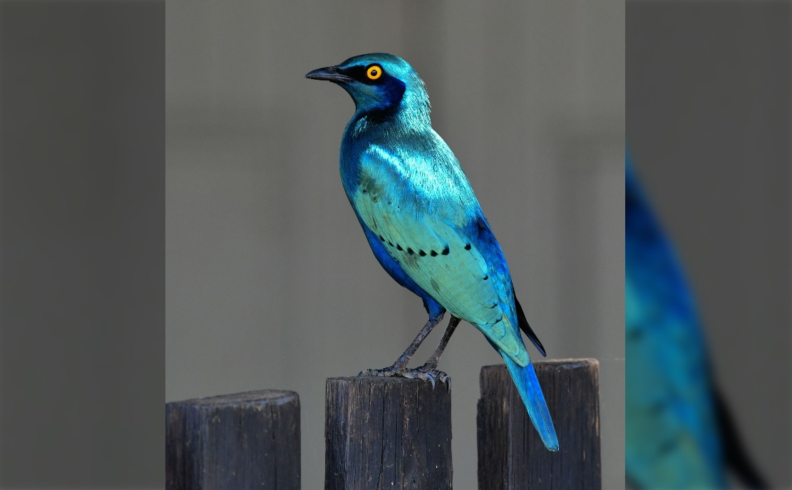 The Invisible Chorus: Where Do Fallen Songbirds Go? - Hasan Jasim