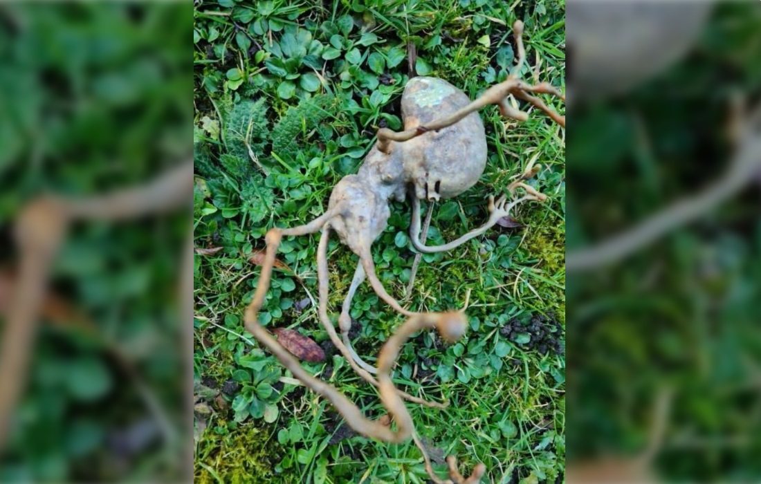 Neighbor finds ‘alien’ object in their backyard that has the internet ...