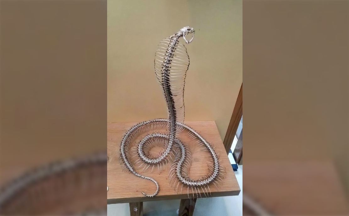 A Glimpse into the Past: Unveiling the Reconstructed Cobra Skeleton - Hasan Jasim