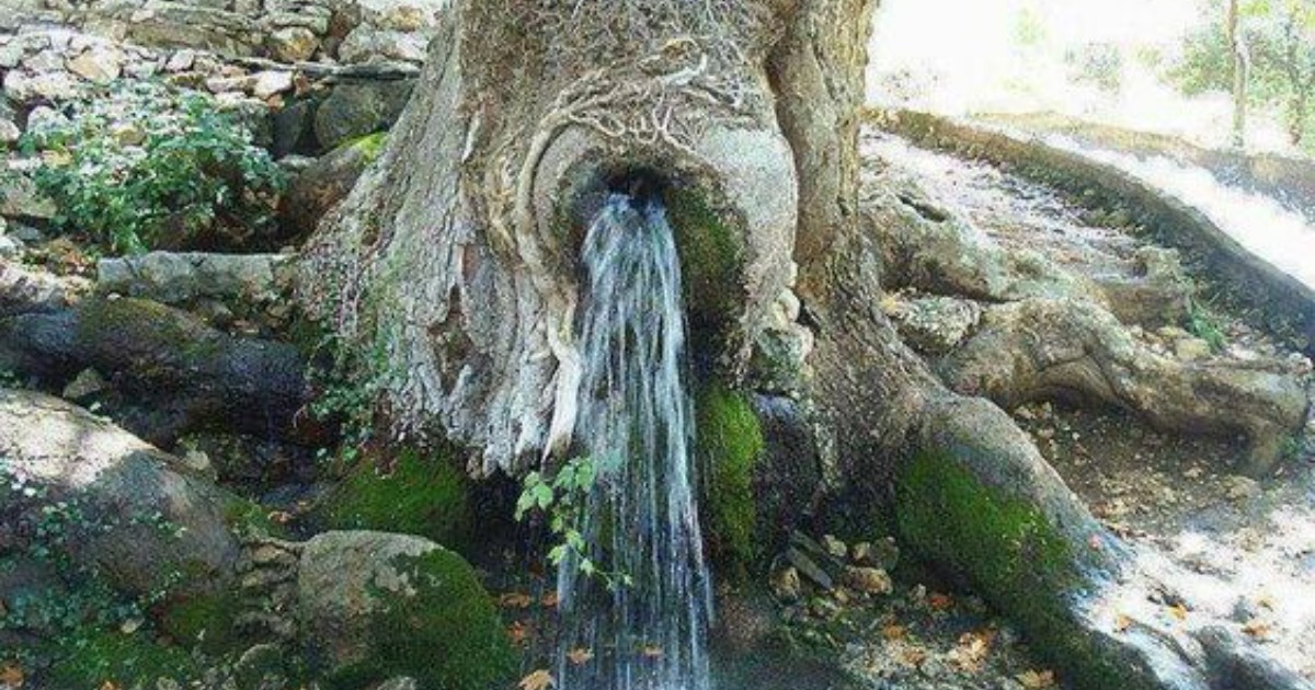 The Astonishing Water Tree of Montenegro: A Balkan Miracle - Hasan Jasim