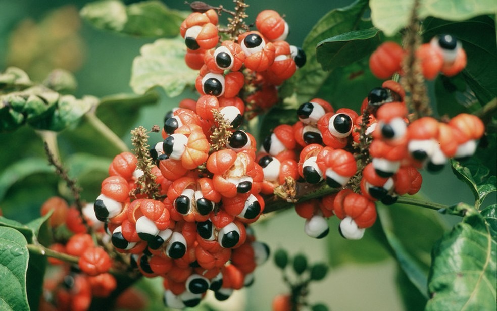 Guarana: The Eye of the Forest with a Powerful Punch - Hasan Jasim