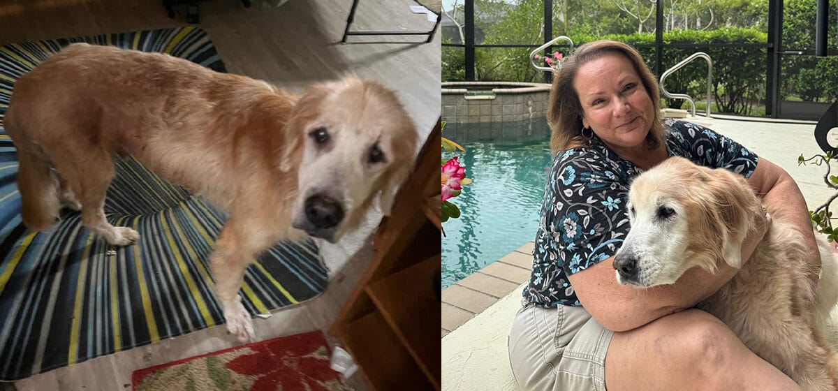 Woman was on waitlist to adopt a puppy — but senior golden retriever ...