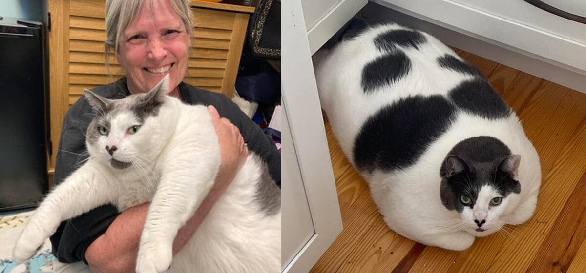 40-pound cat Patches made headlines due to his huge size — see his ...