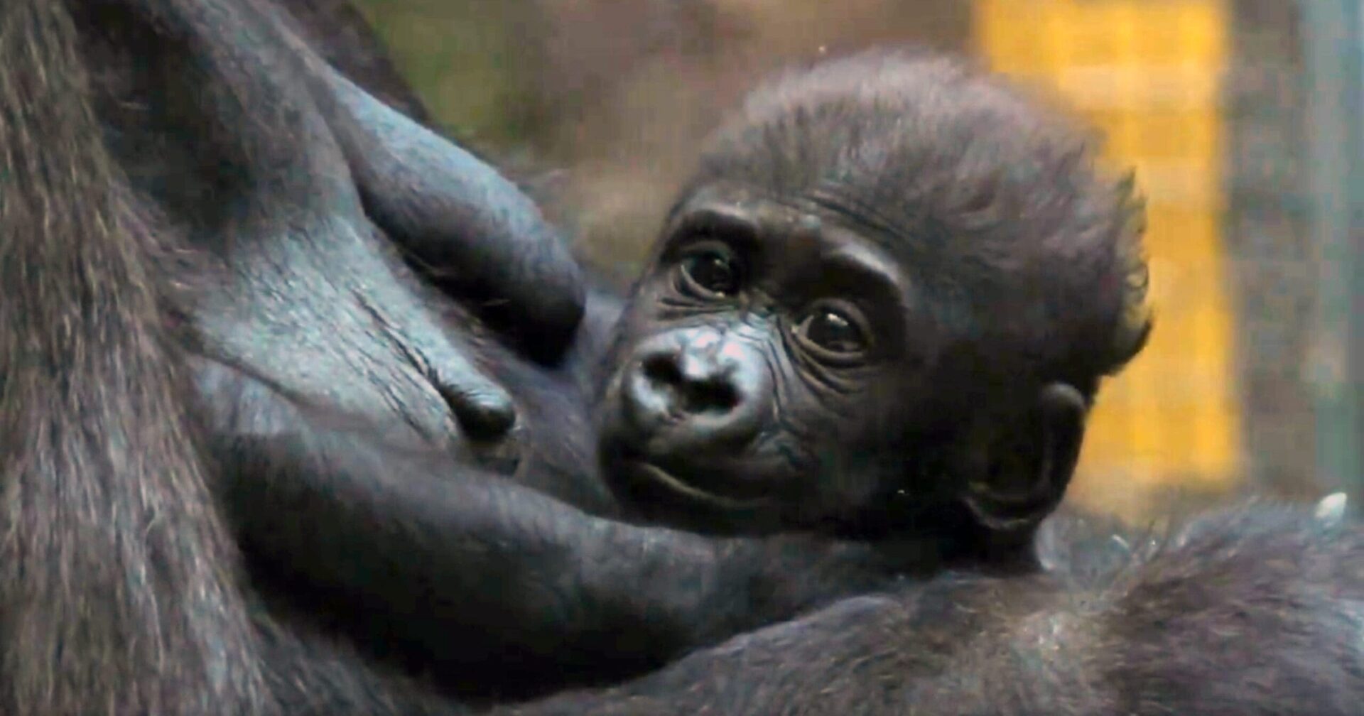 Jameela, premature gorilla born via rare c-section, accepted by surrogate mother after zoo ...