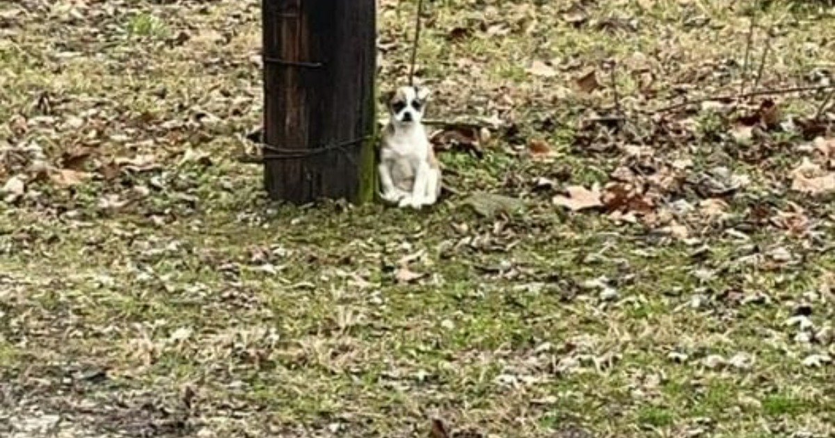 Abandoned dog was found tied up to tree, waiting to be rescued — rescue ...