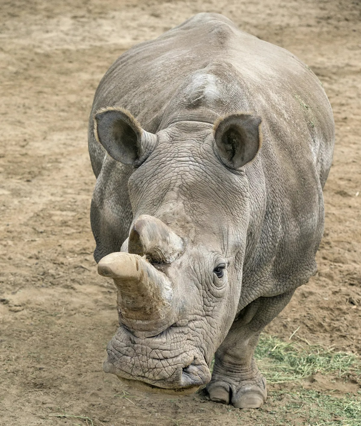 The Frozen Skin Of Dead Rhinos Could Save The Northern White Rhino From ...