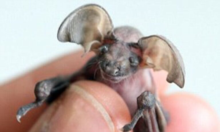 The Unbreakable Bond: The Love and Loyalty of Wolves - Hasan Jasim