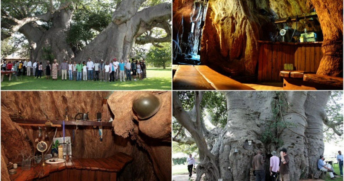 Inside a Pub Built in a 6,000-Year-Old Baobab Tree – Before It All ...