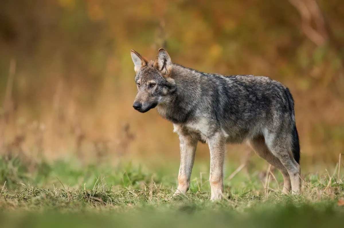 Hunter Kills First Gray Wolf Seen In Lower Peninsula Of Michigan For ...