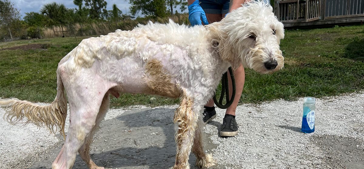 Stray dog found emaciated and in rough shape — weeks later he’s made an ...