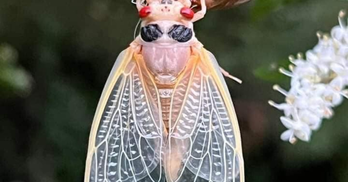 Intriguing Encounters: A Glimpse into the World of Scott Ellis - Hasan ...