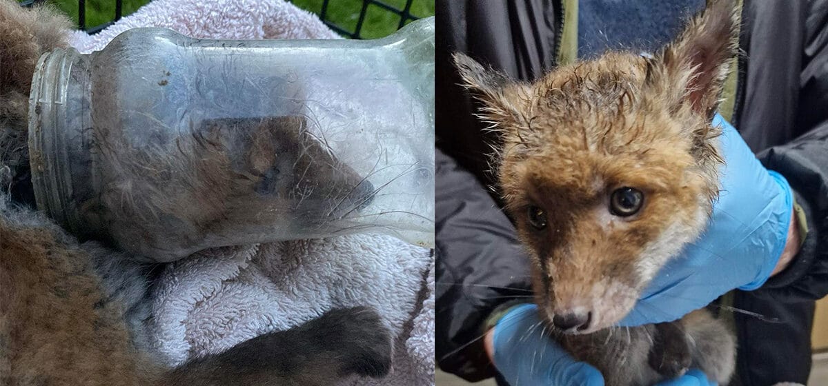 Baby fox found with plastic jar trapped on head — rescuer saves the day ...