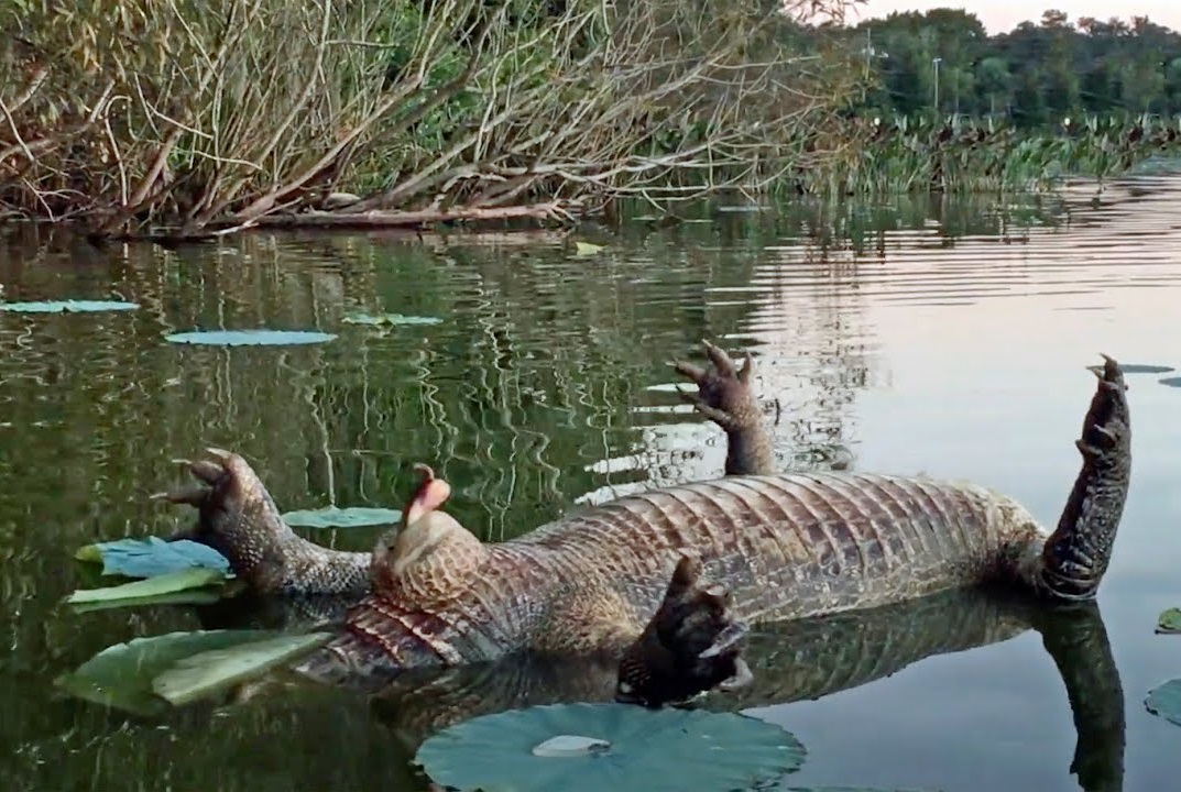 The Alligator Penis Is Permanently Erect, But Pops Out Only When Needed - Hasan Jasim