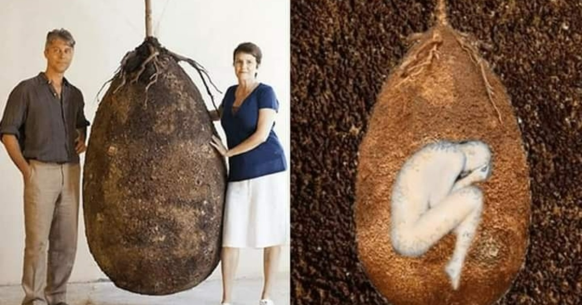 Say goodbye to coffins, organic burial pods will turn your body into a ...
