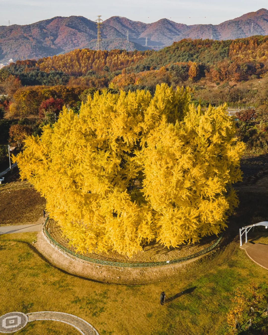 The Wonju Bangye-ri Ginkgo Tree: A Living Witness to History - Hasan Jasim