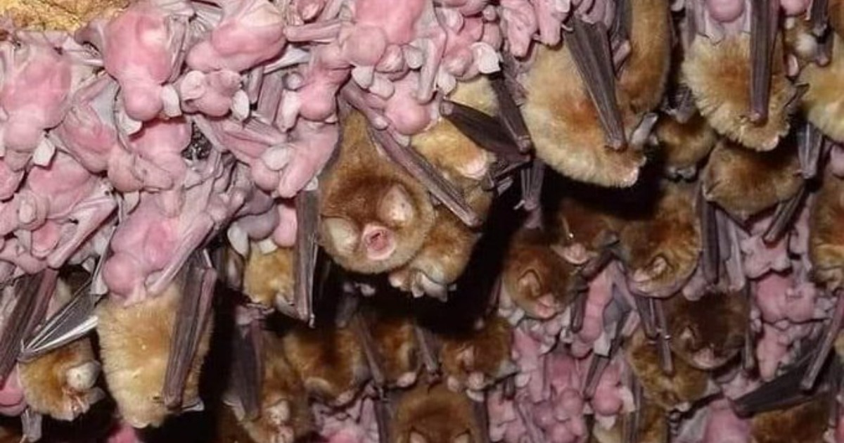 A Peek into the Curious World of a Bat Nursery - Hasan Jasim