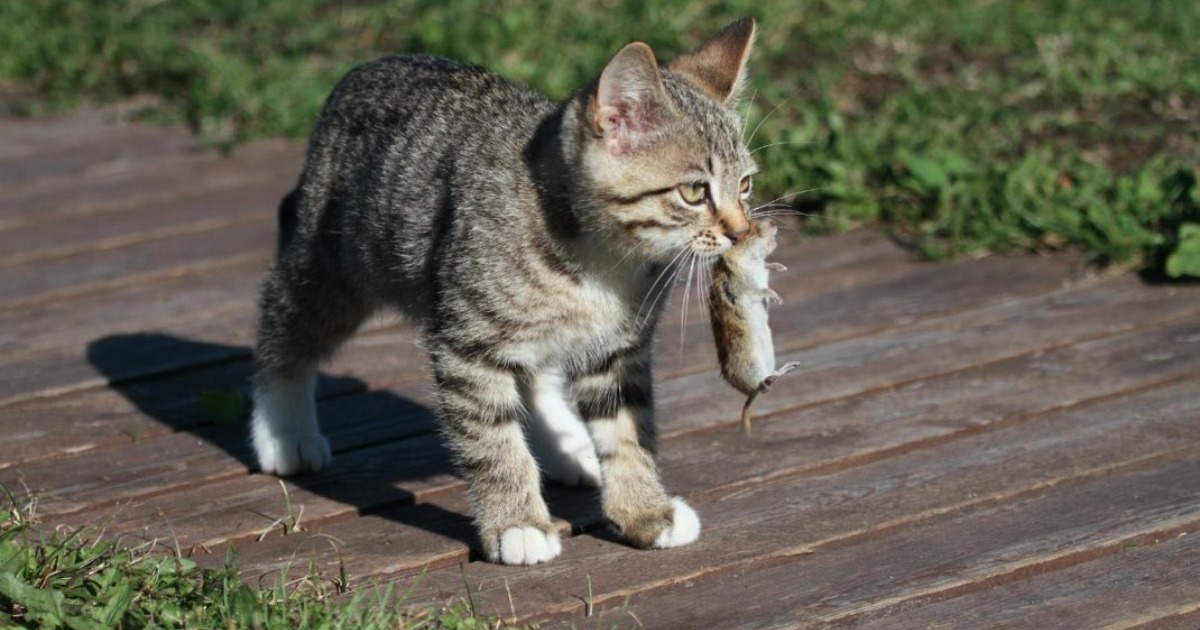 Outdoor house cats have a wider-ranging diet than any other predator on ...