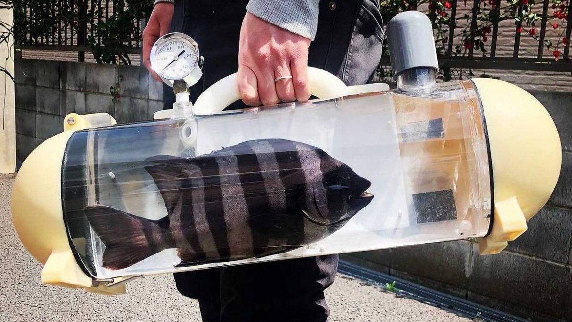 Japanese Firm Designs Portable Fish Tanks For Seafood Lovers To Take ...