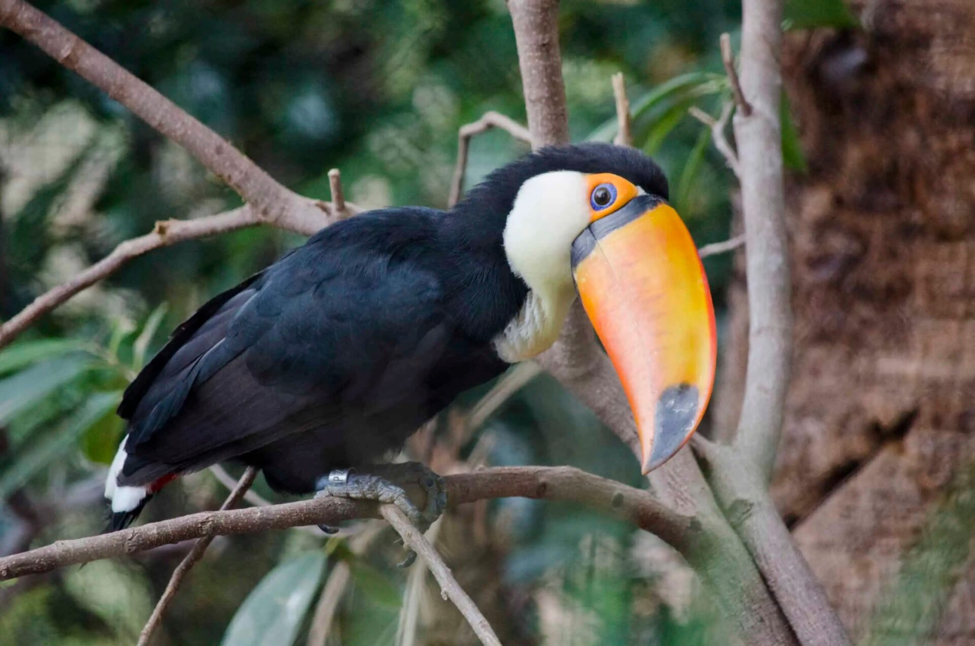 The Toco Toucan: Rainforest Giant with a Beak to Match - Hasan Jasim