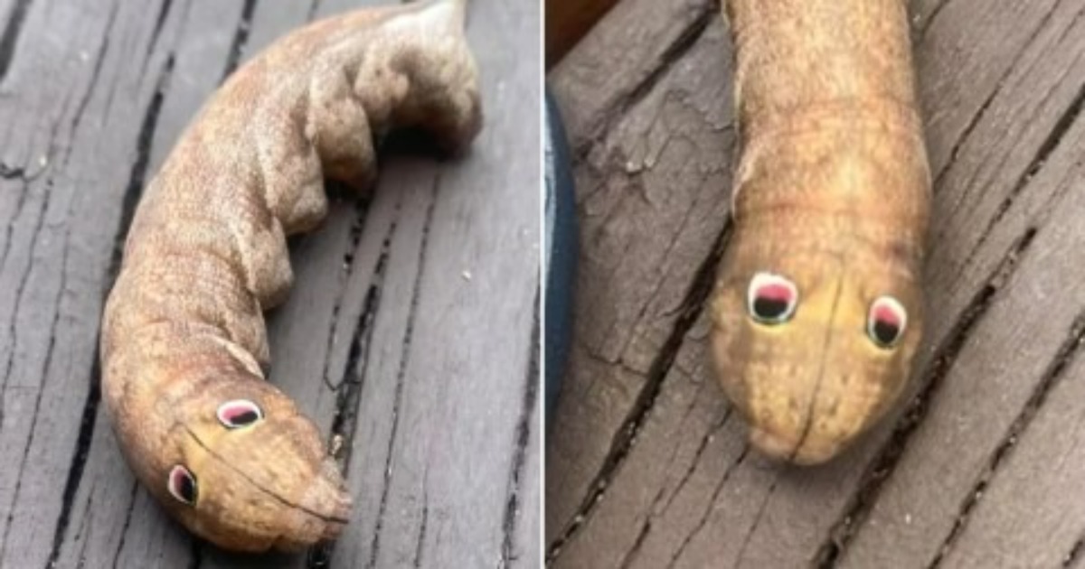 If you see this ‘googly-eyed’ creature in your backyard, here’s what it ...