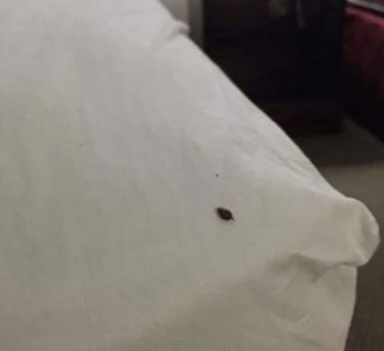 If you find a tick inside your home, here’s what you need to know ...