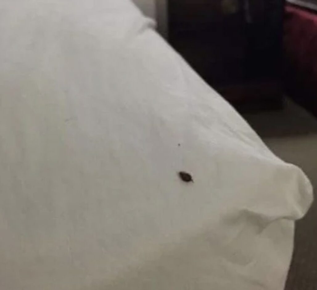 If you find a tick inside your home, here’s what you need to know ...