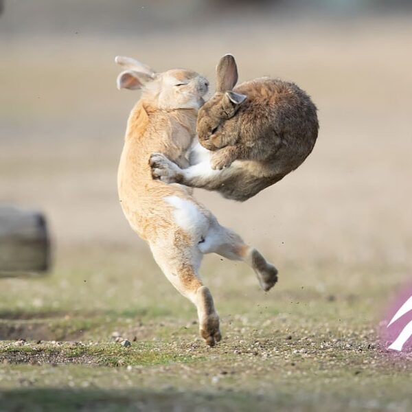 Rabbits Take Flight in Epic Mid-Air Brawl Captured by Photographers ...