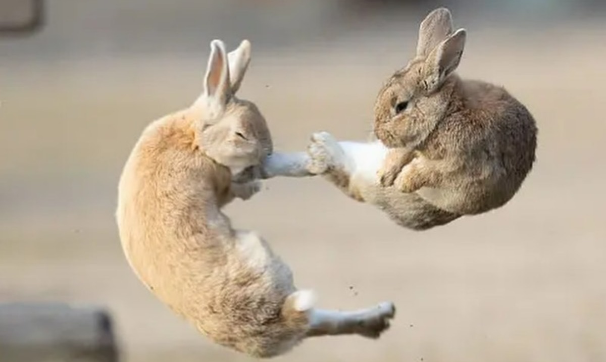 Rabbits Take Flight in Epic Mid-Air Brawl Captured by Photographers ...