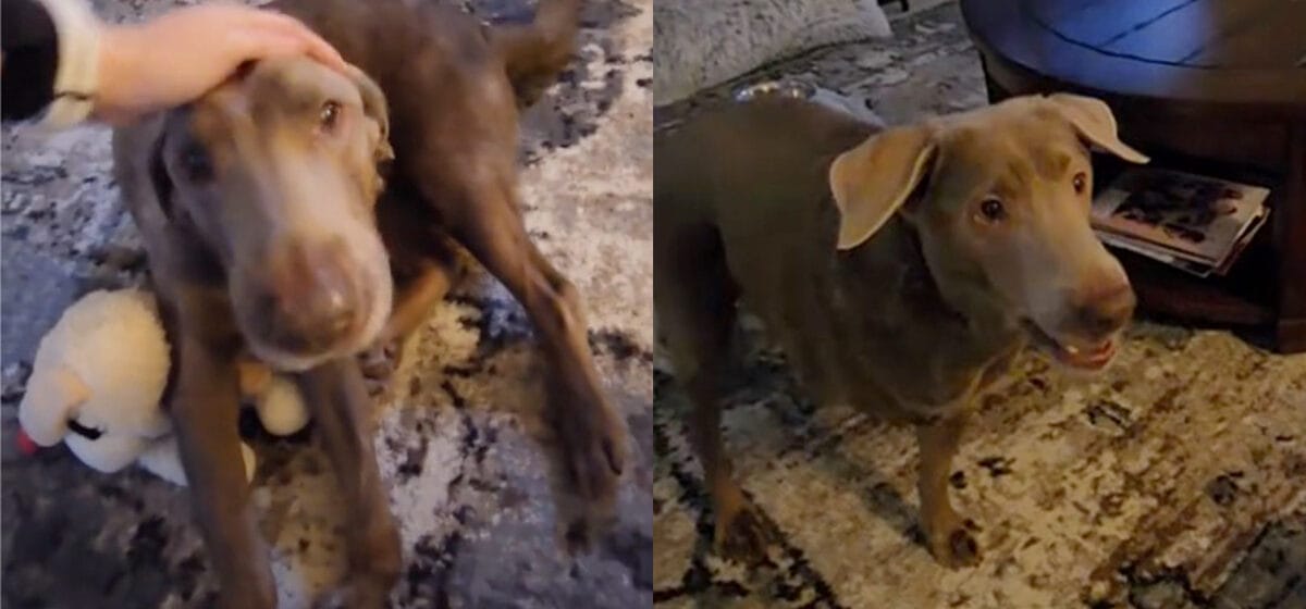 Video shows moment paralyzed dog realizes he can walk again - Hasan Jasim