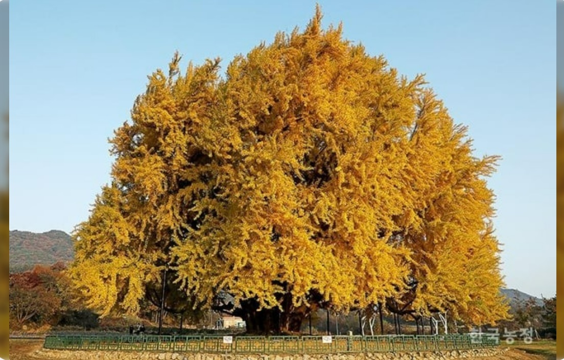 The Wonju Bangye-ri Ginkgo Tree: A Living Witness to History - Hasan Jasim
