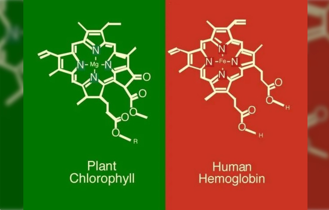 Chlorophyll and Hemoglobin: Two Sides of the Same Coin (Almost) - Hasan ...