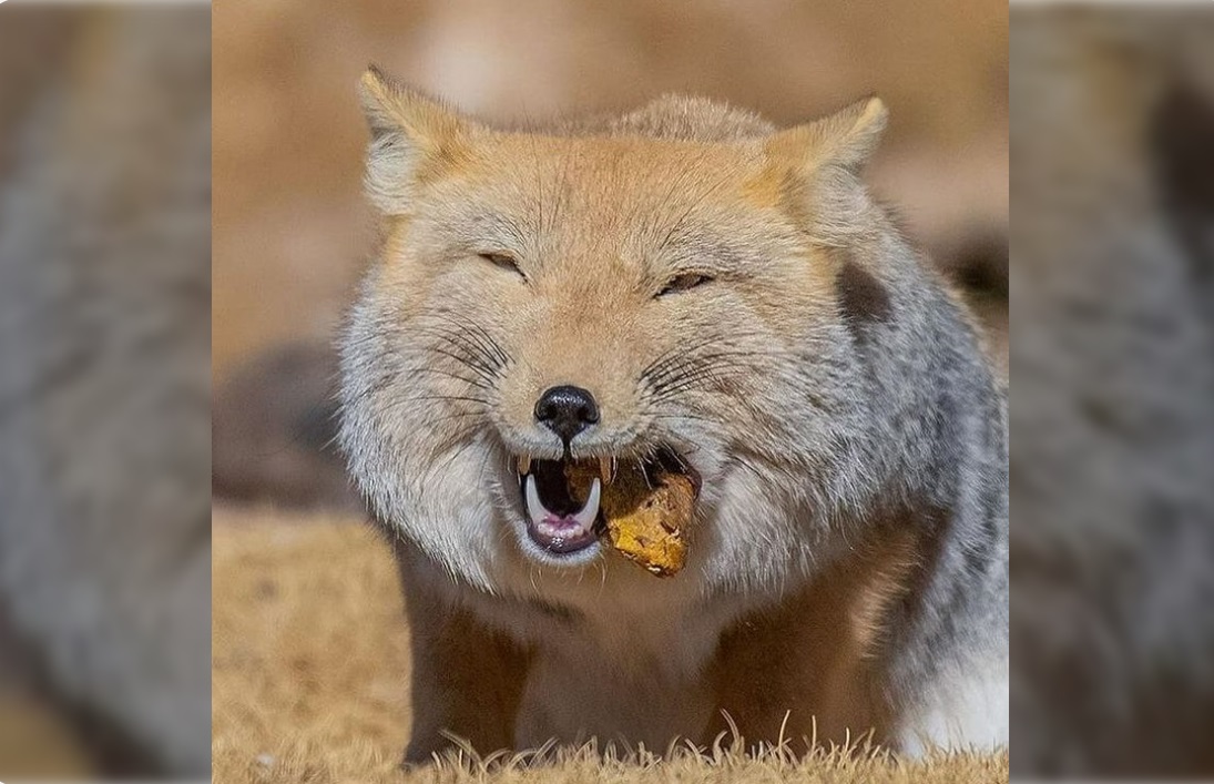 Meet The Tibetan Fox, A Rarely Sighted Animal With A Unique Facial ...