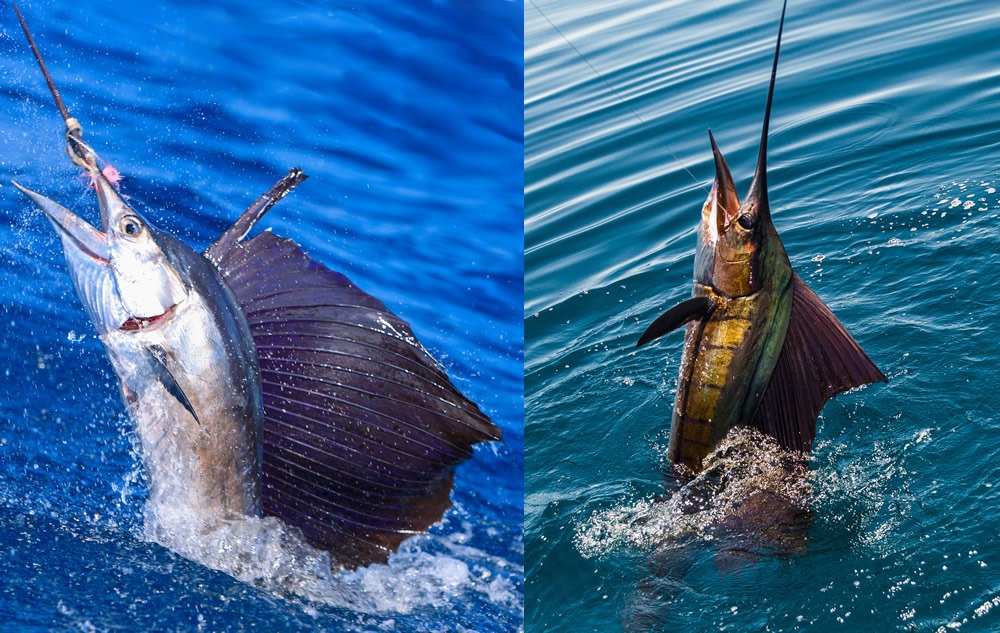 Sailfish: Speed Demons of the Sea with Agile Grace - Hasan Jasim