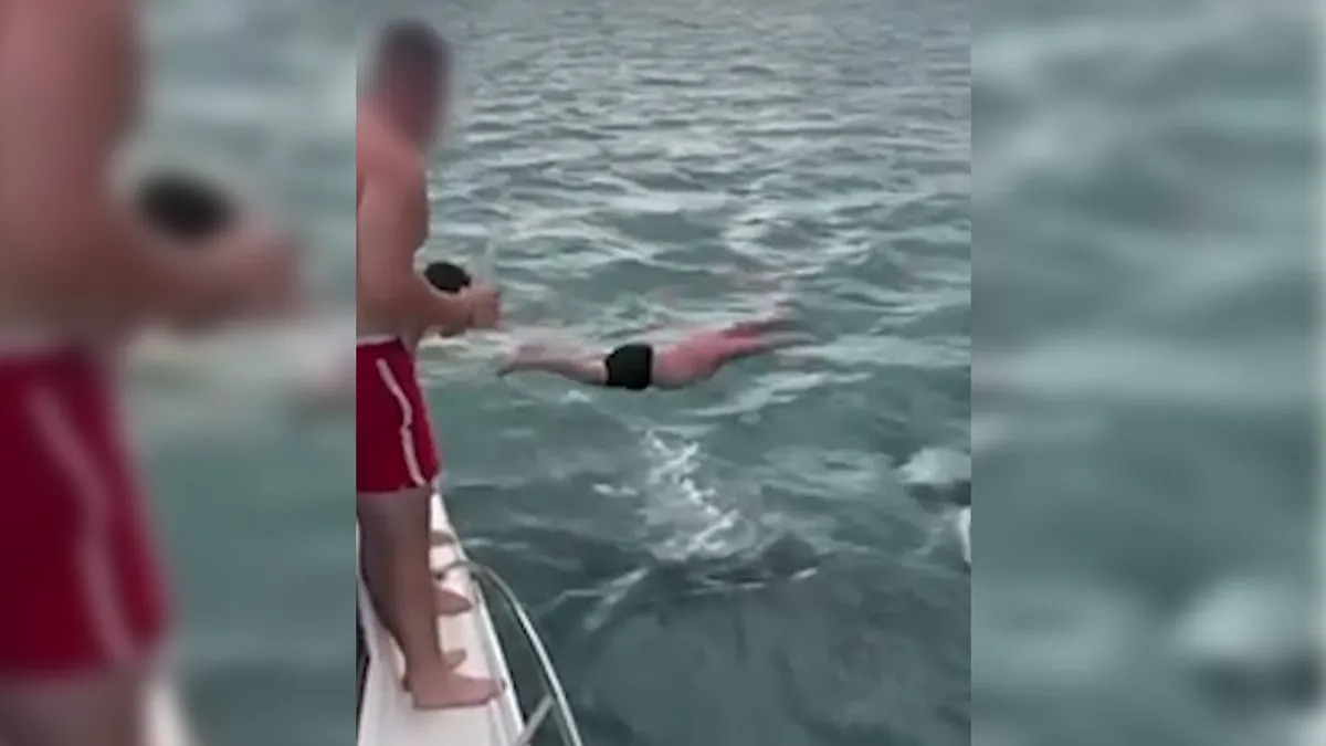 Apparently We Have To Say This But Do NOT Try And “Body Slam” An Orca - Hasan Jasim