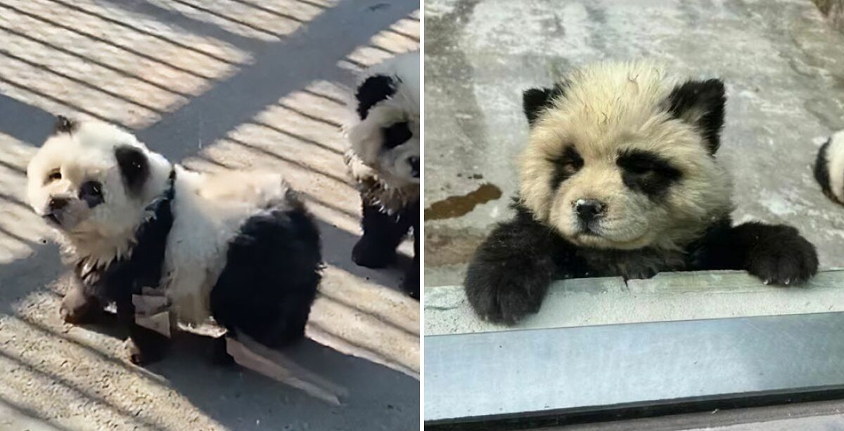 People outraged as “panda” exhibit at Chinese zoo actually dogs dyed ...
