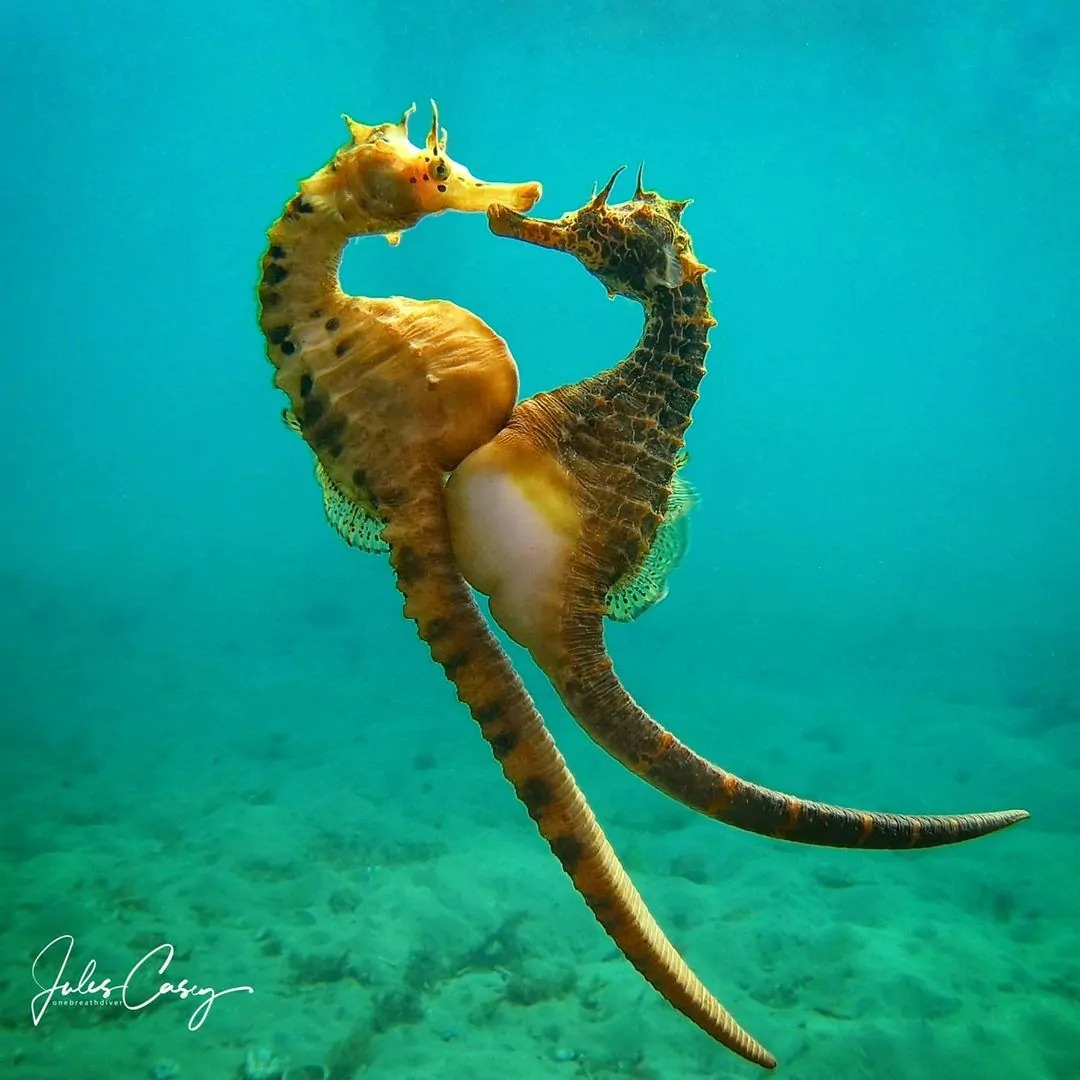 Freediver Captures The Exact Moment a Female Seahorse Transfers Her ...