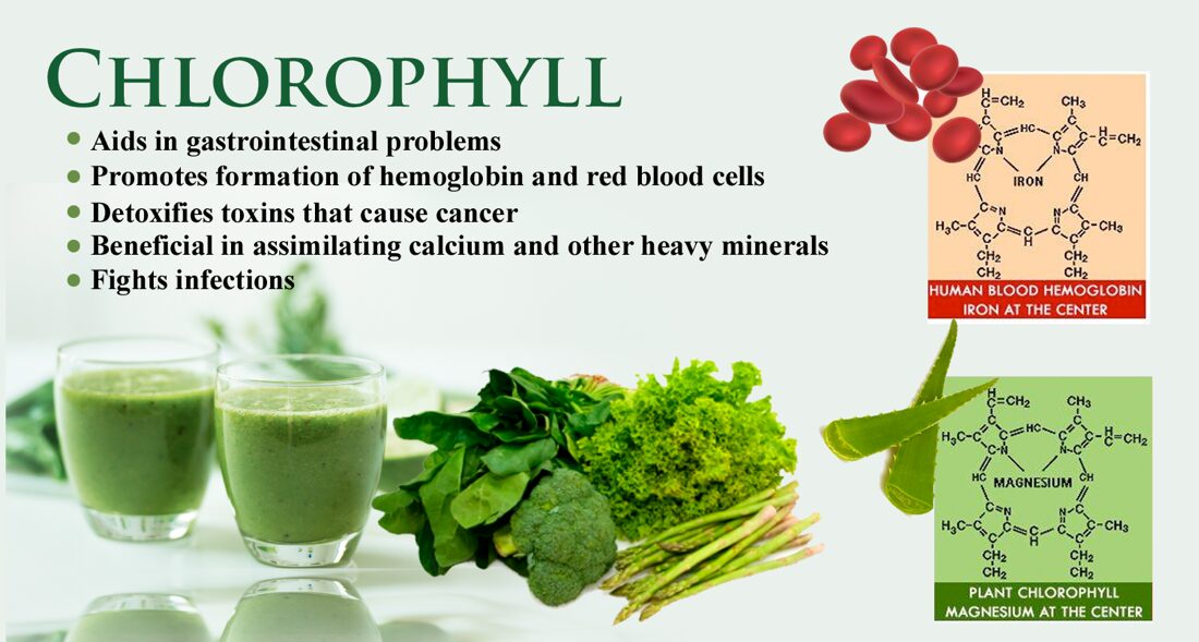 Chlorophyll and Hemoglobin: Two Sides of the Same Coin (Almost) - Hasan ...