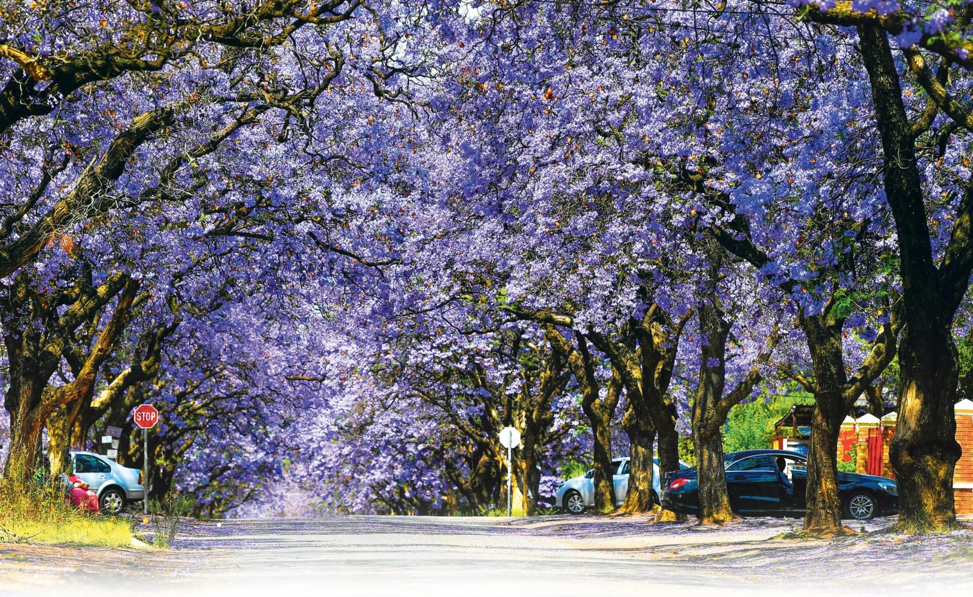 Jacaranda Magic: Johannesburg Transformed in Purple - Hasan Jasim