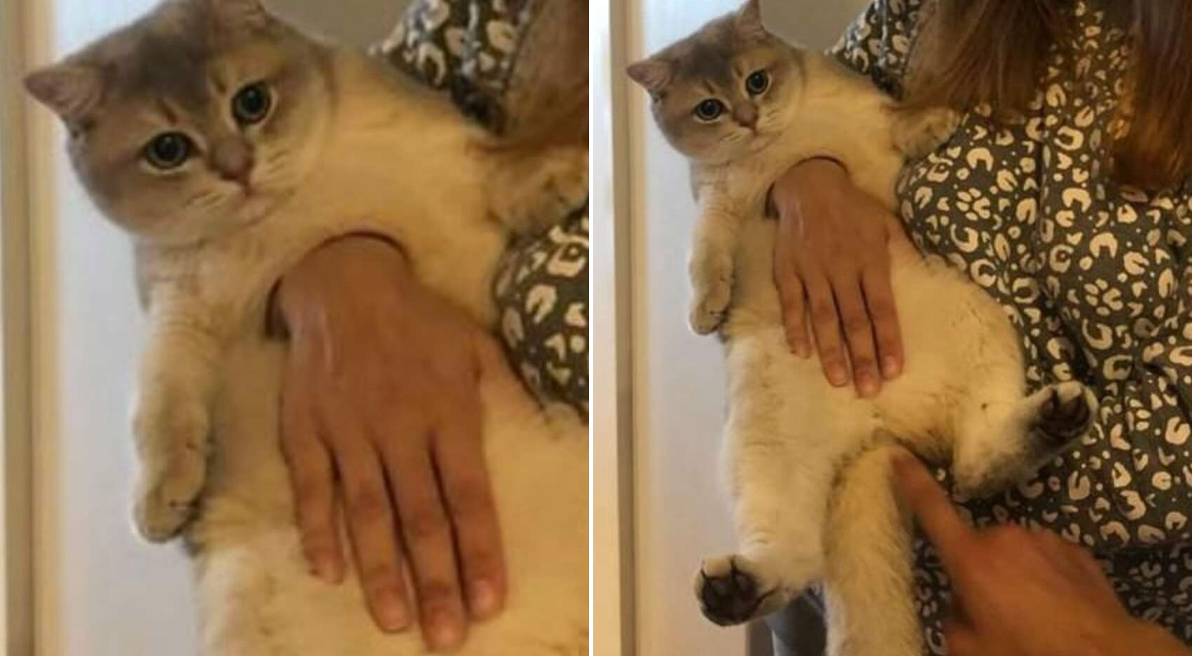 People Are Having Trouble Figuring Out This Weird Photo Of A Cat ...