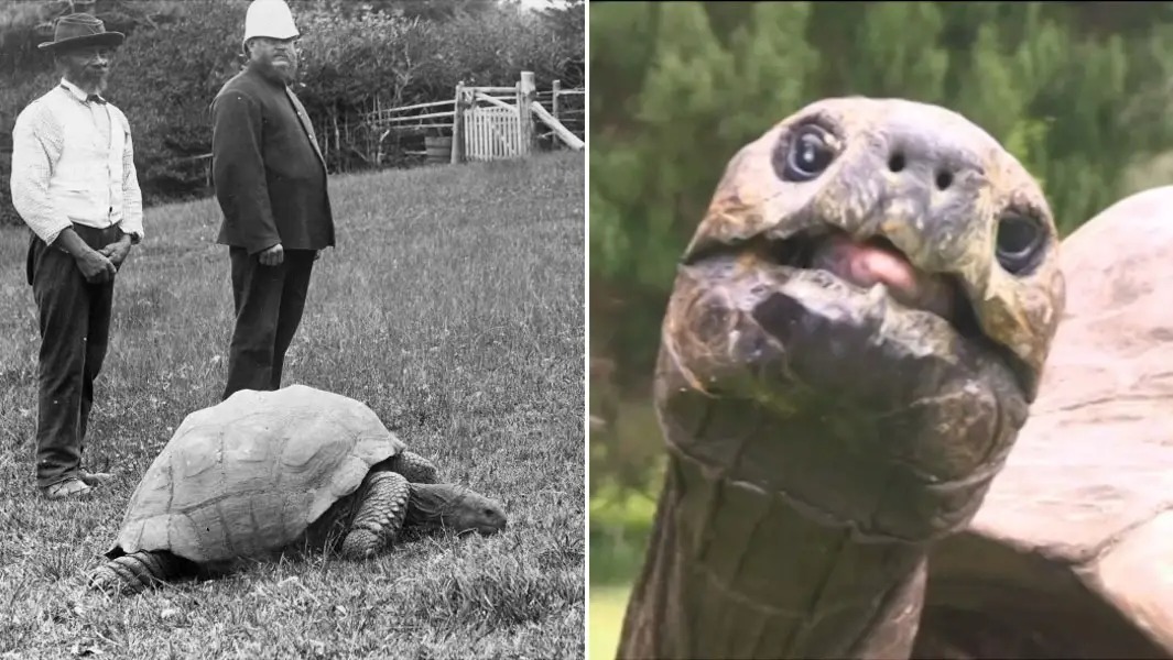 Meet Jonathan, the oldest tortoise in the world - Hasan Jasim