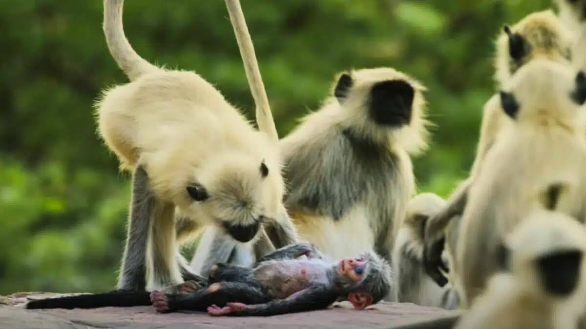 Spy in the Wild: Watch the heartbreaking moment Langur monkeys mourn ...