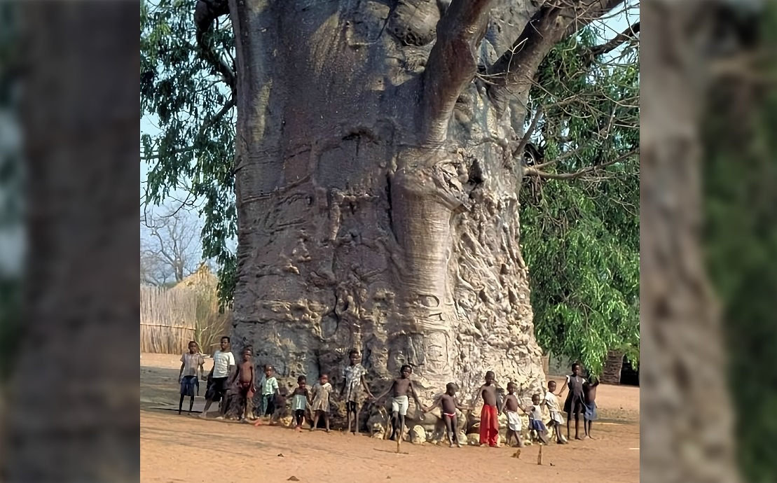This 2,000 year old tree is located t Zwigodini Village of Mutale in ...