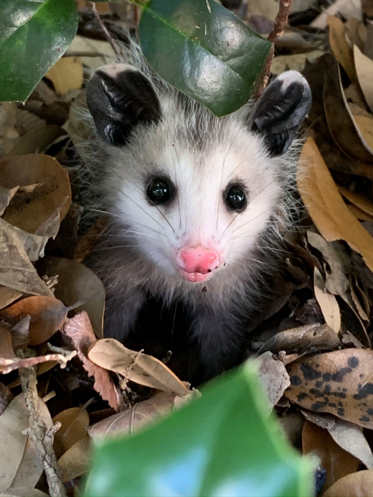 The Adorable Opossum: Misunderstood But Mighty - Hasan Jasim