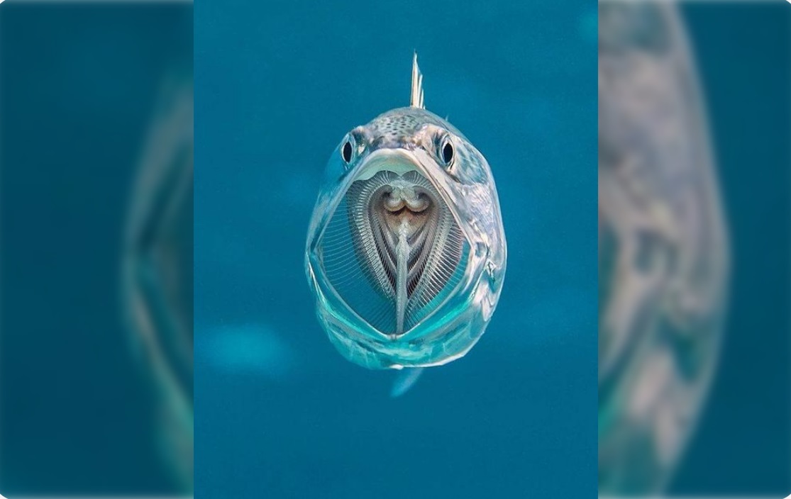 INSIDE OF A FISH: The Busy Life of a Striped Mackerel - Hasan Jasim