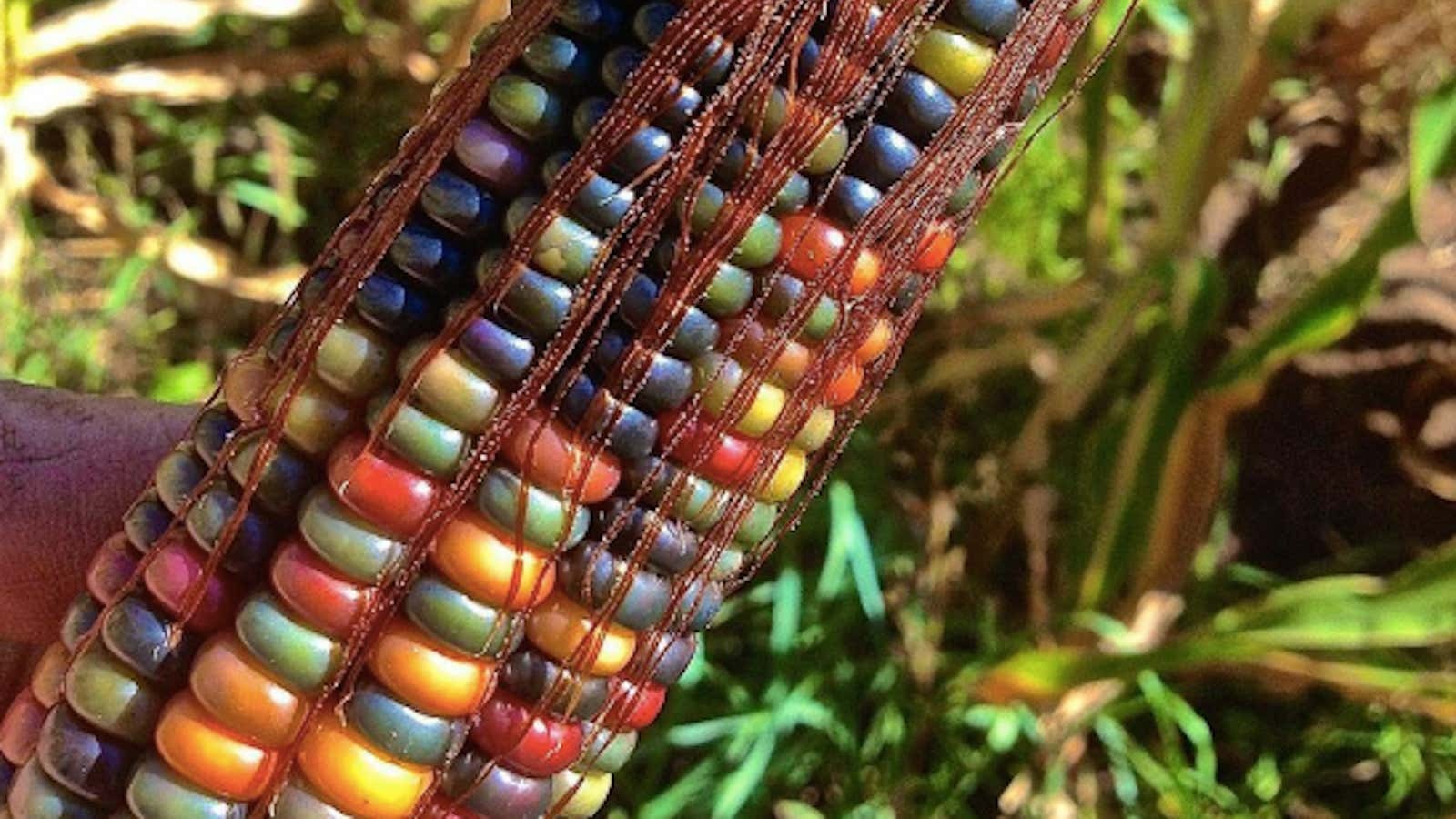 Behold! The "Most Beautiful Corn in the World" - It's Real and Edible ...